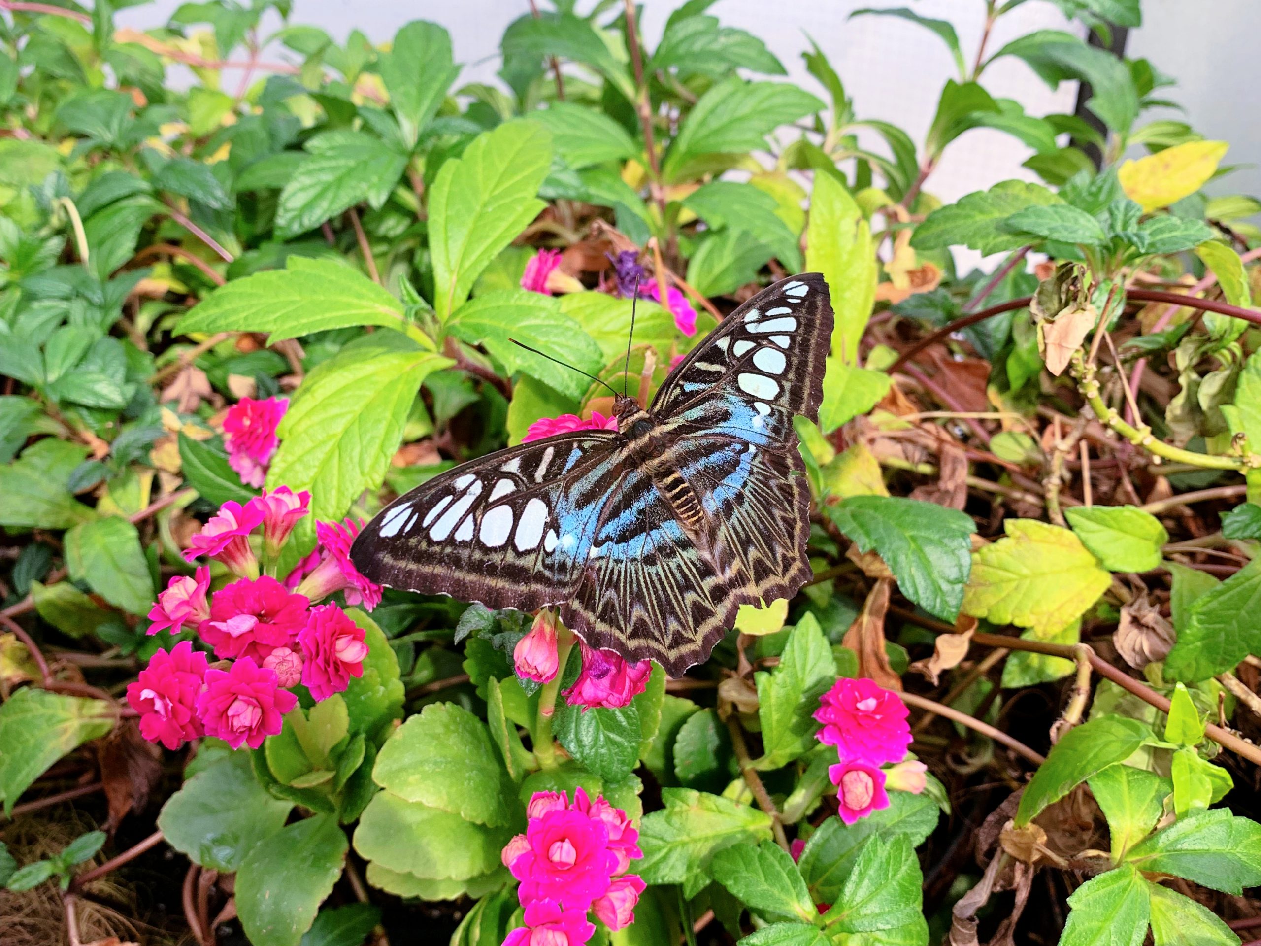 3 Reasons to Visit Butterfly Pavilion - We Got The Funk