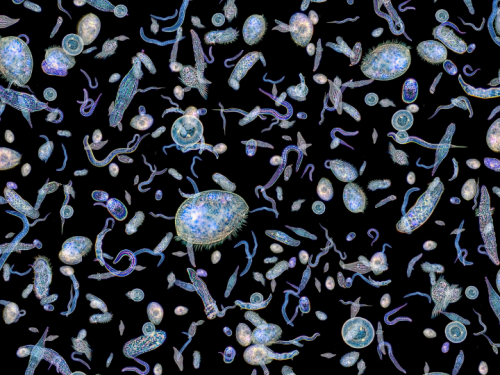 5 Interesting Germ Facts - We Got The Funk