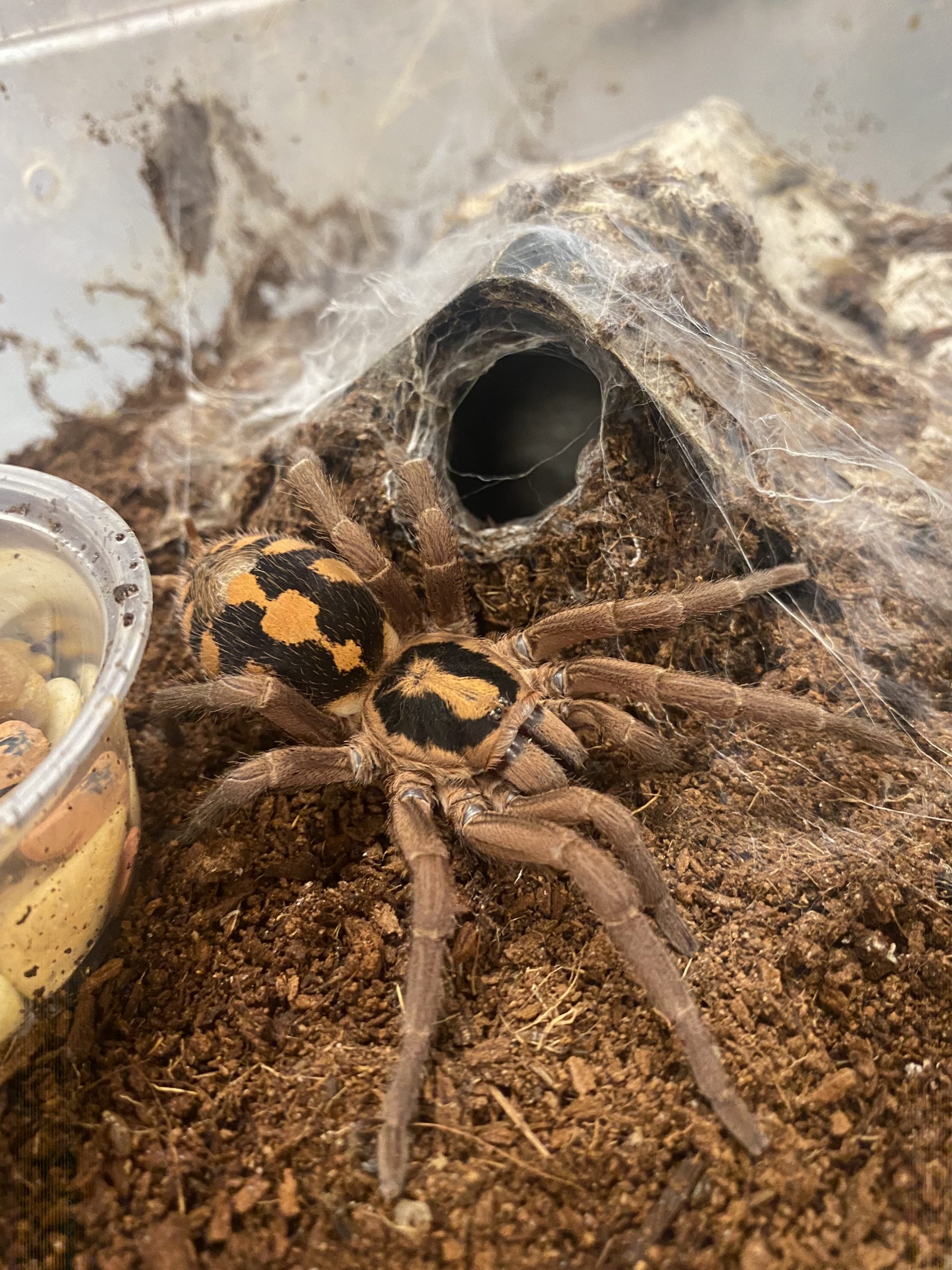 The Biggest Spiders in the World! - We Got The Funk